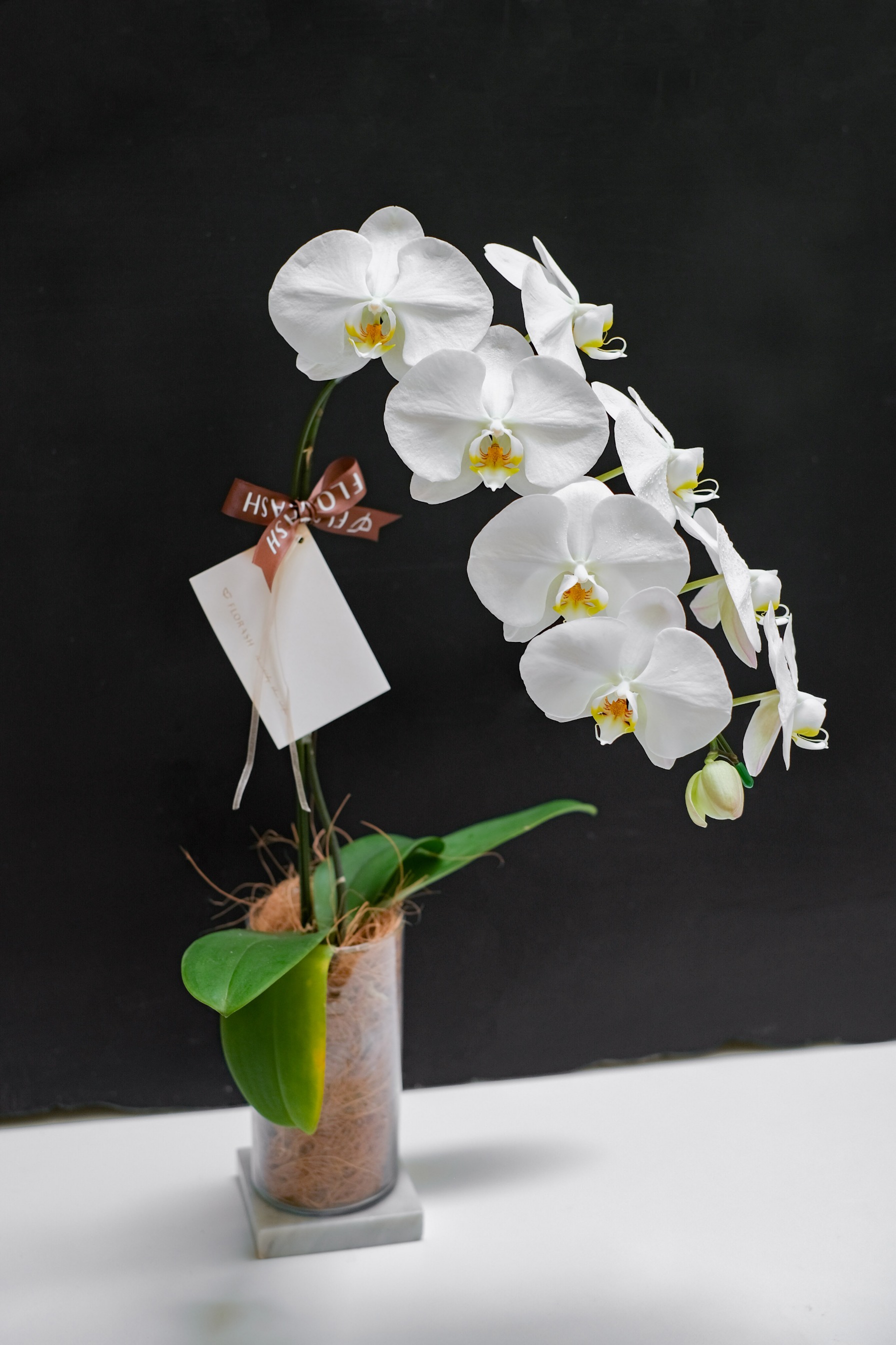 Florash - Florist Bandung - Same Day Delivery - Orchid Vase Medium White