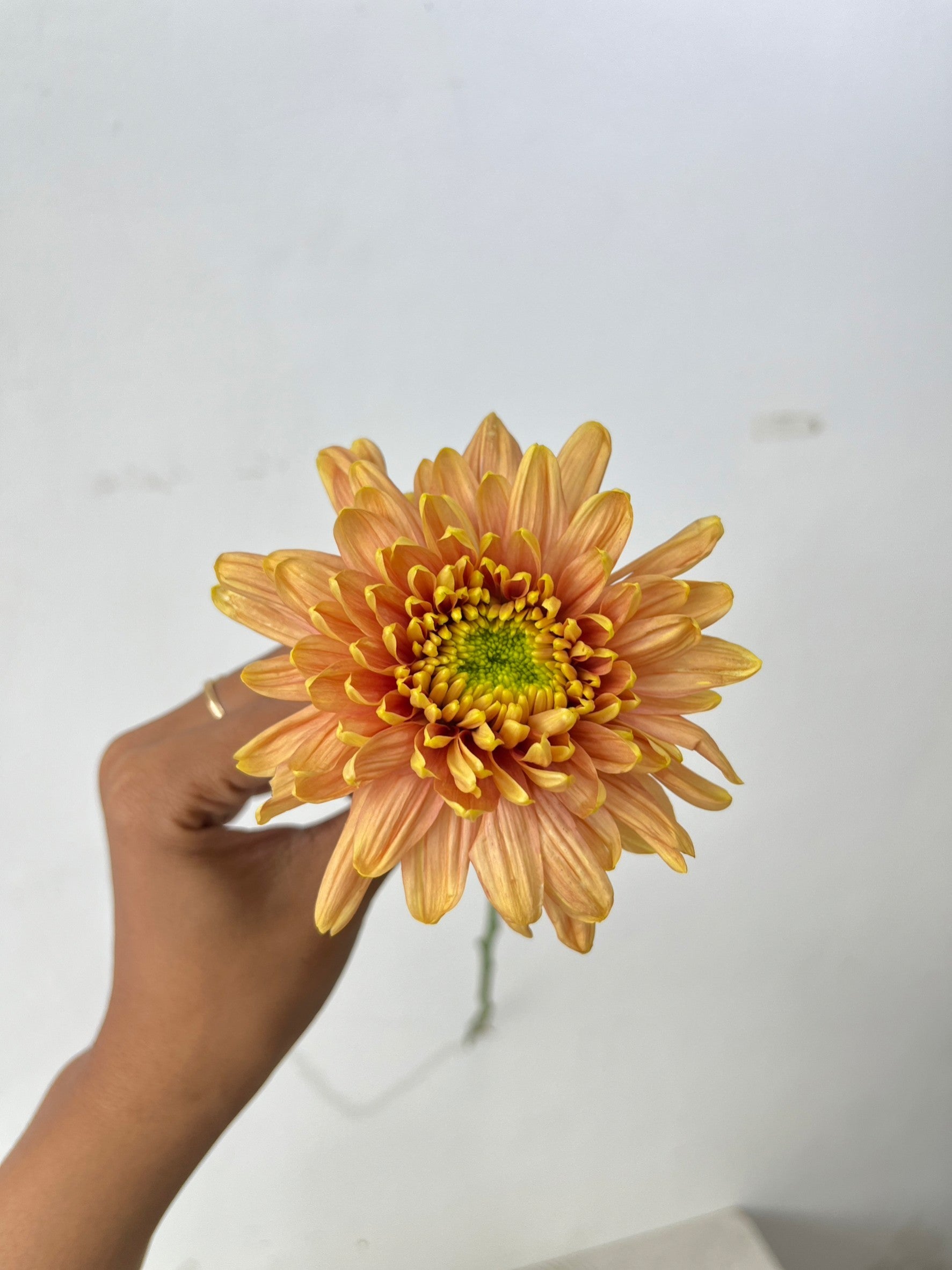 Cut Flower - Cara Florist Official Website
